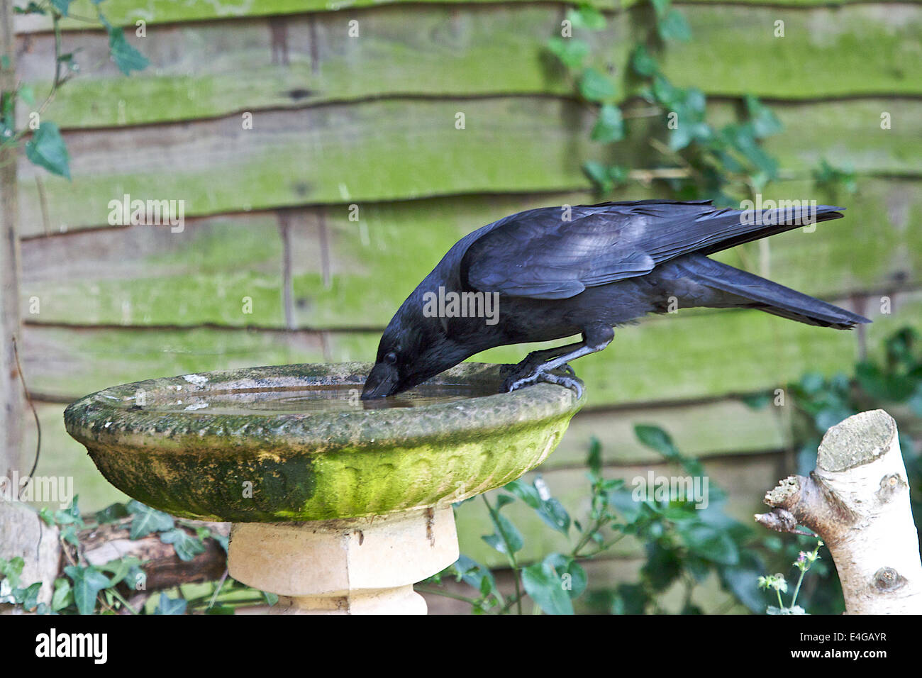 carrion crow and bird bath Stock Photo - Alamy