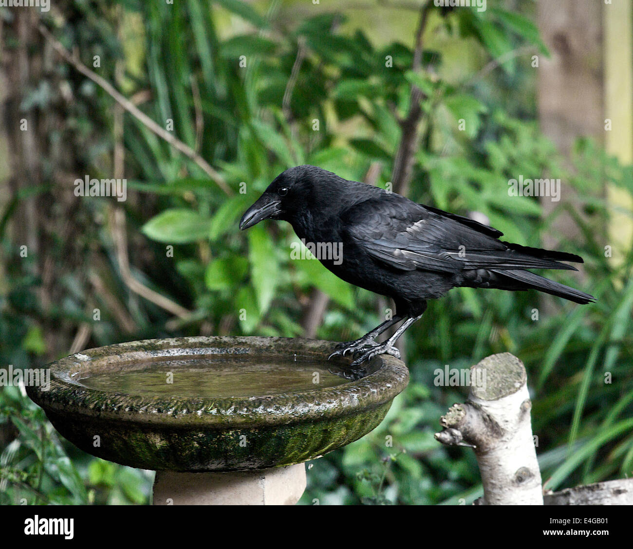 Carrion crow bird bath hi-res stock photography and images - Alamy