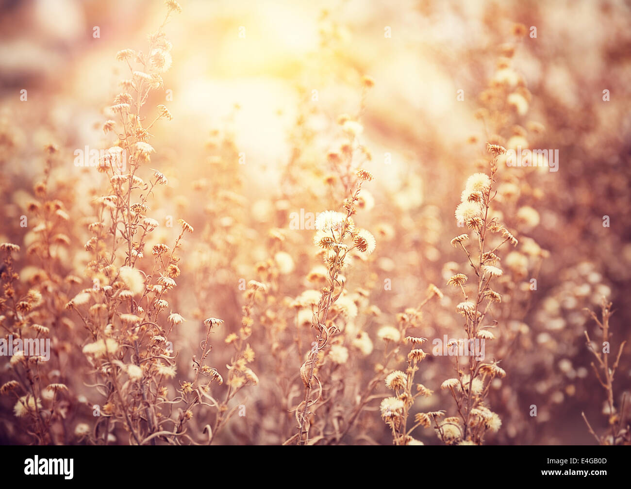 Beautiful floral field in sunny day, grunge style photo, abstract ...