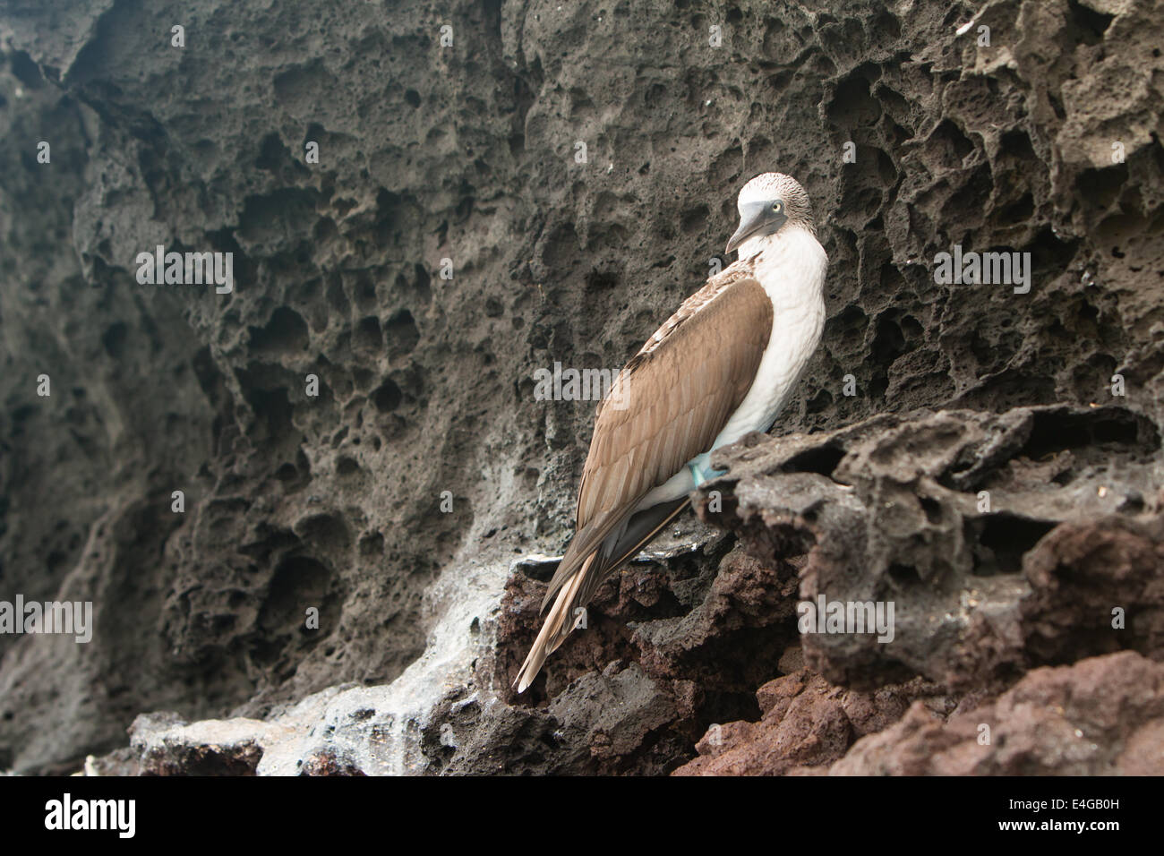 Blue footed bobby hi-res stock photography and images - Alamy