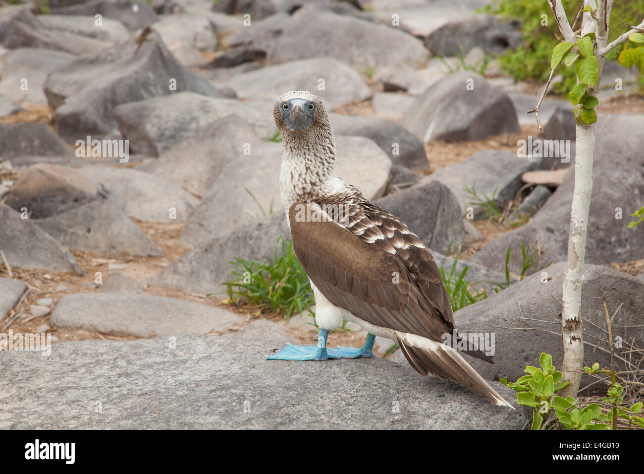 Blue Footed Bobby Stock Photo - Alamy