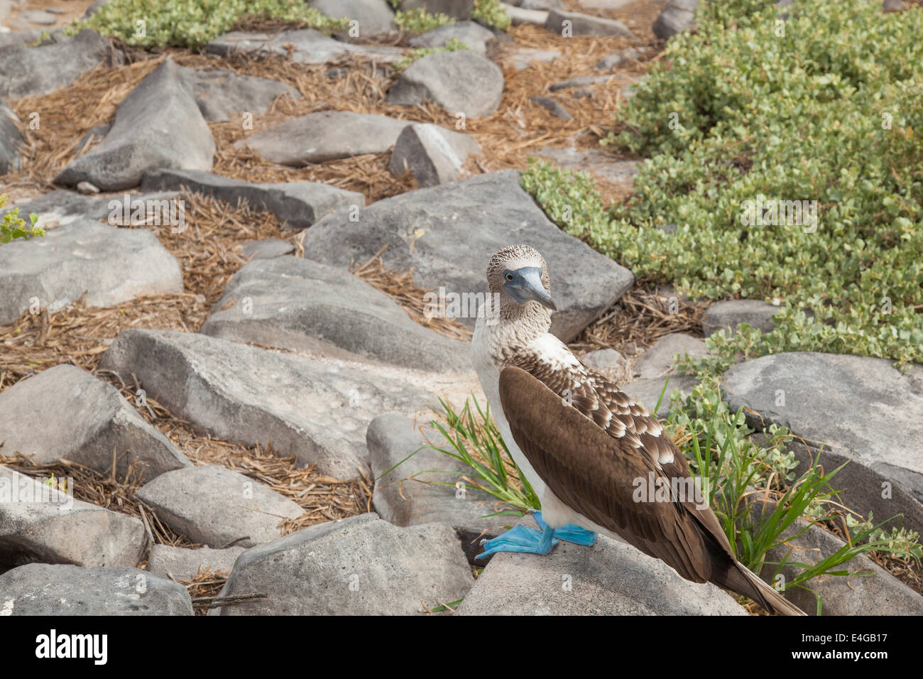 Blue Footed Bobby Stock Photo - Alamy