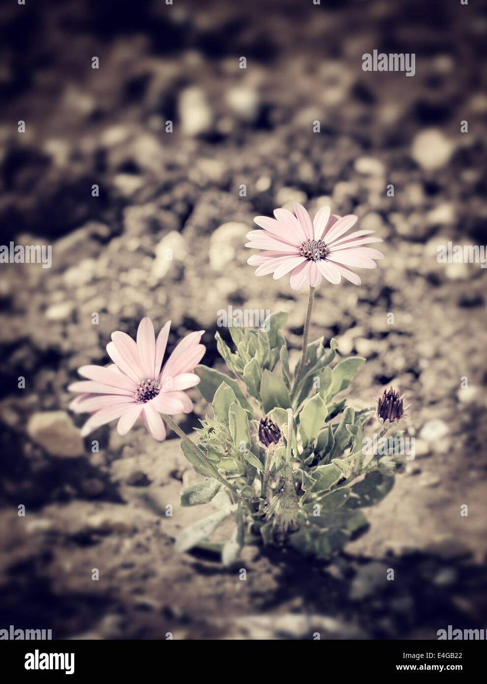 Grunge style photo of beautiful lonely daisy flowers bush growing in ...