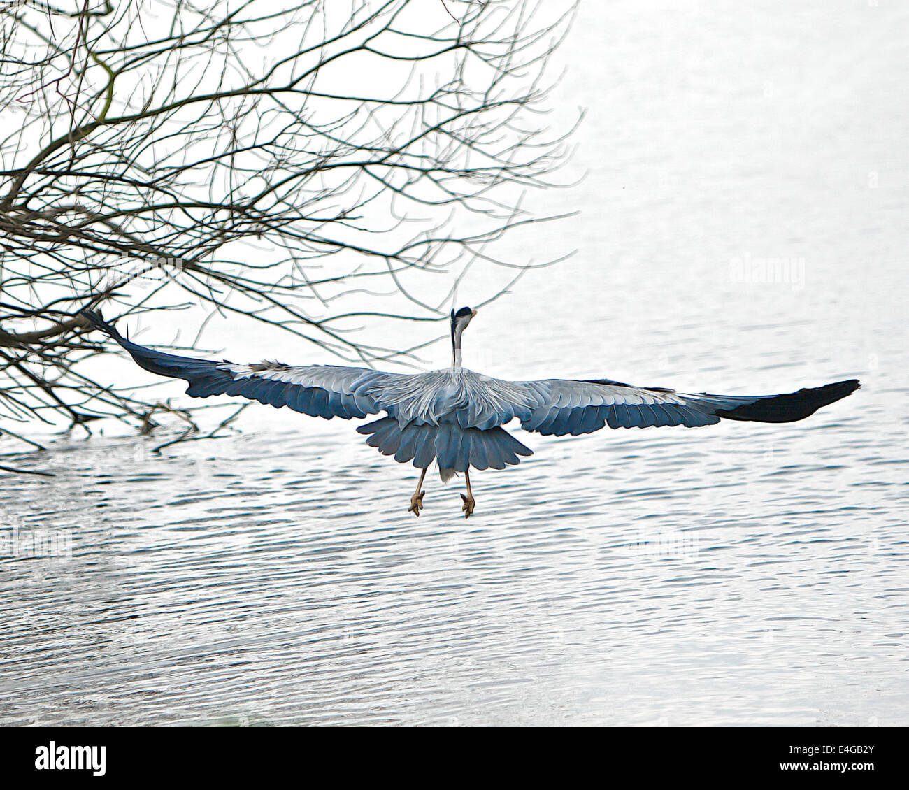 Heron flight wings hi-res stock photography and images - Alamy