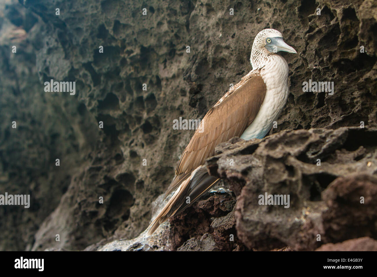Blue footed bobby hi-res stock photography and images - Alamy
