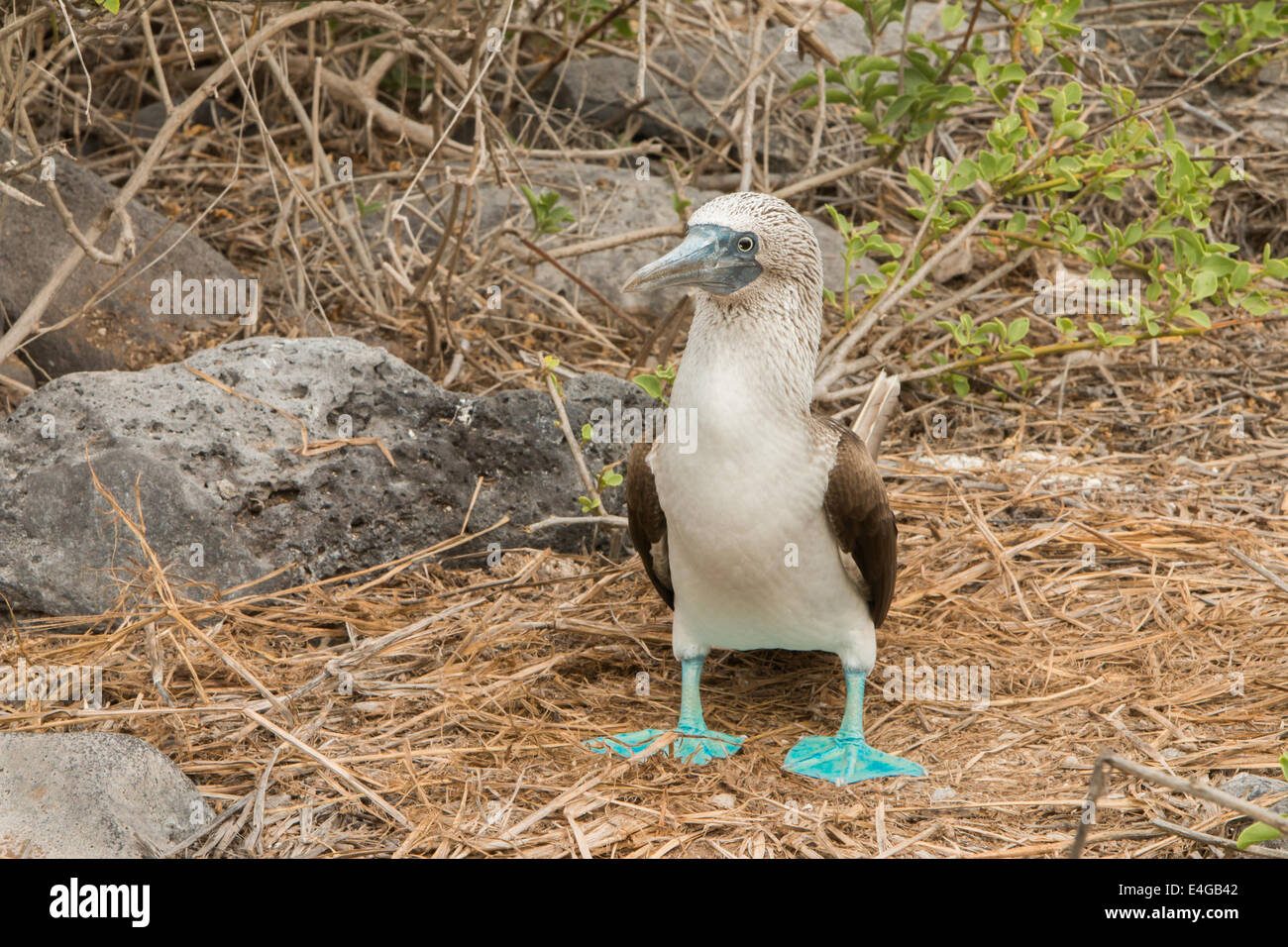 Blue Footed Bobby Stock Photo - Alamy