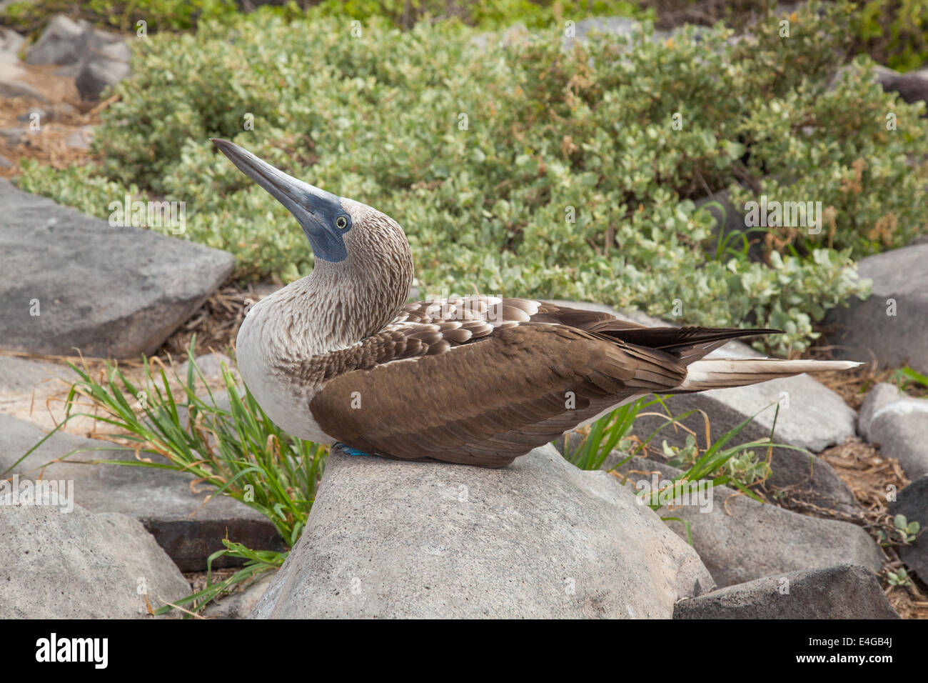 Blue Footed Bobby Stock Photo - Alamy