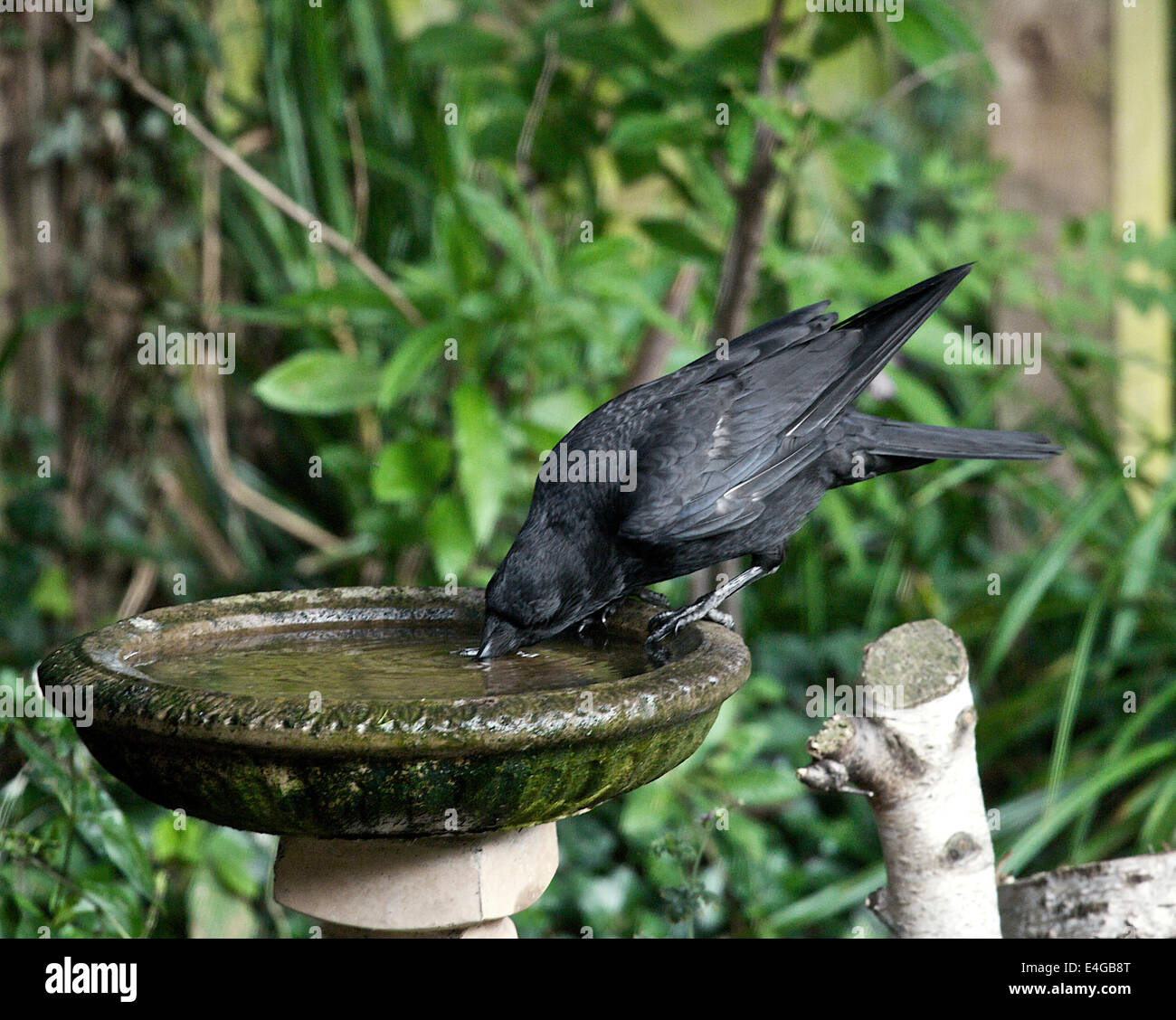 Carrion crow bird bath hi-res stock photography and images - Alamy