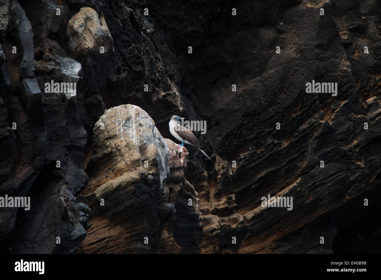 Blue footed bobby hi-res stock photography and images - Alamy