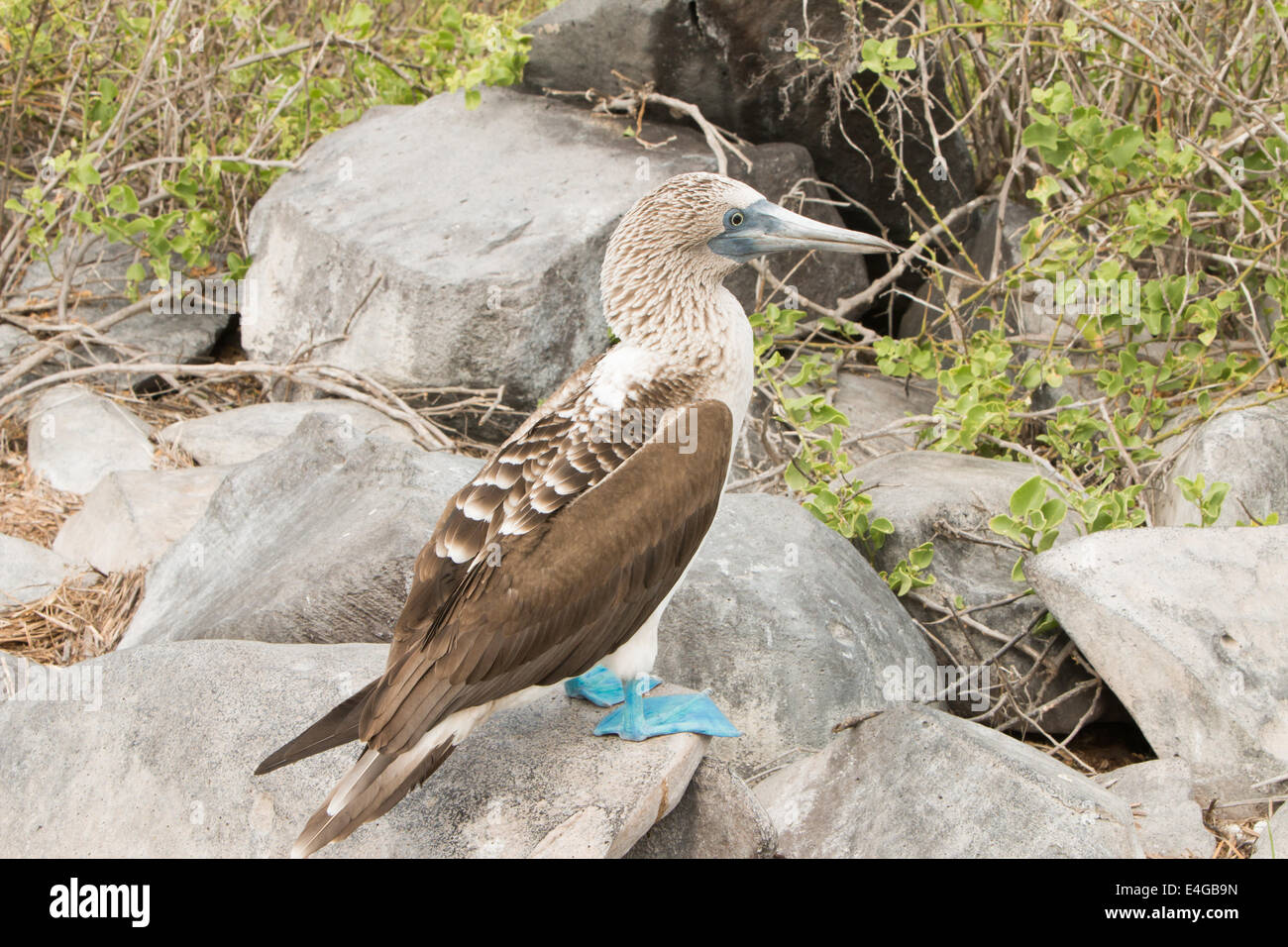 Blue Footed Bobby Stock Photo - Alamy