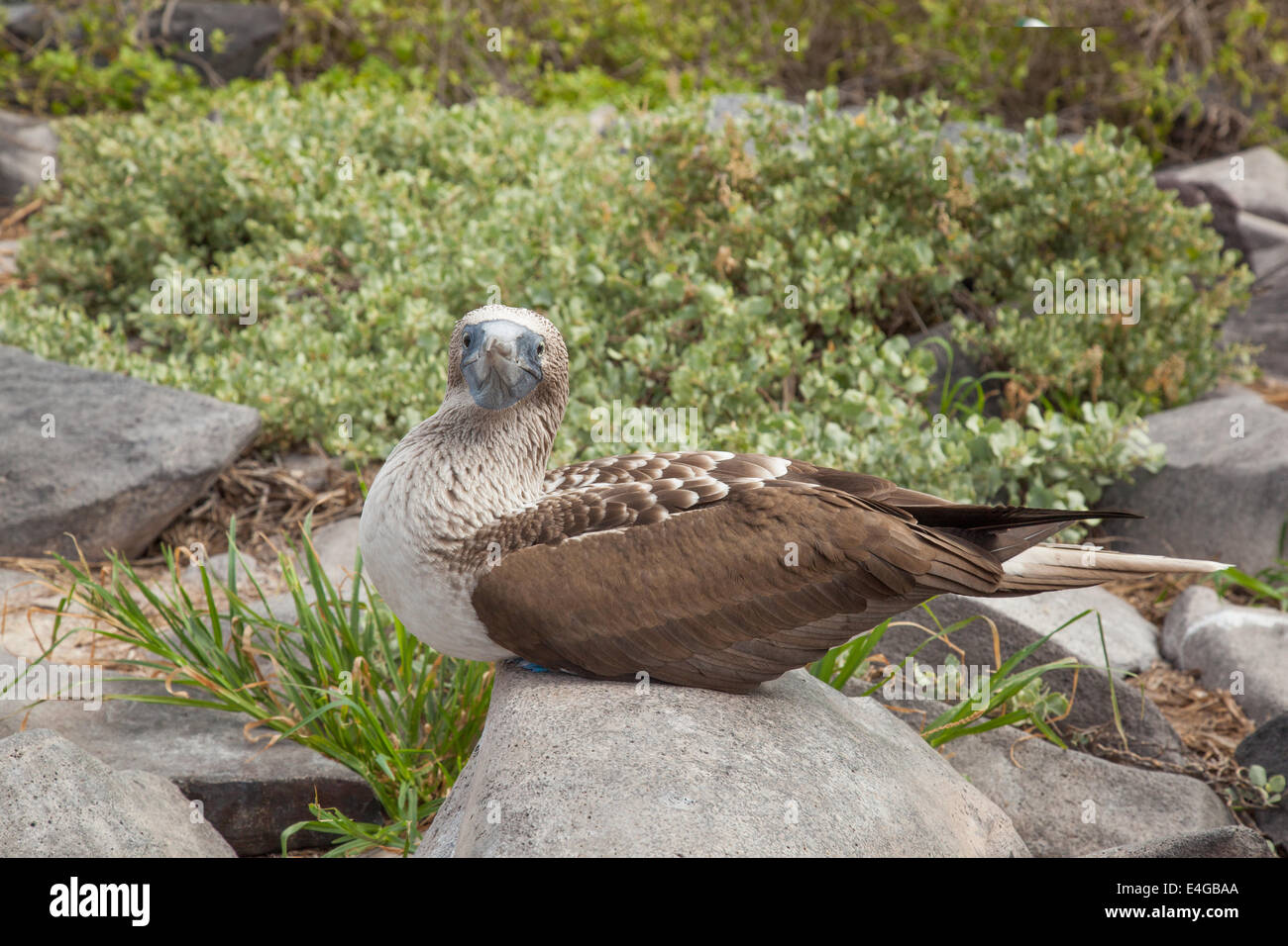 Blue Footed Bobby Stock Photo - Alamy
