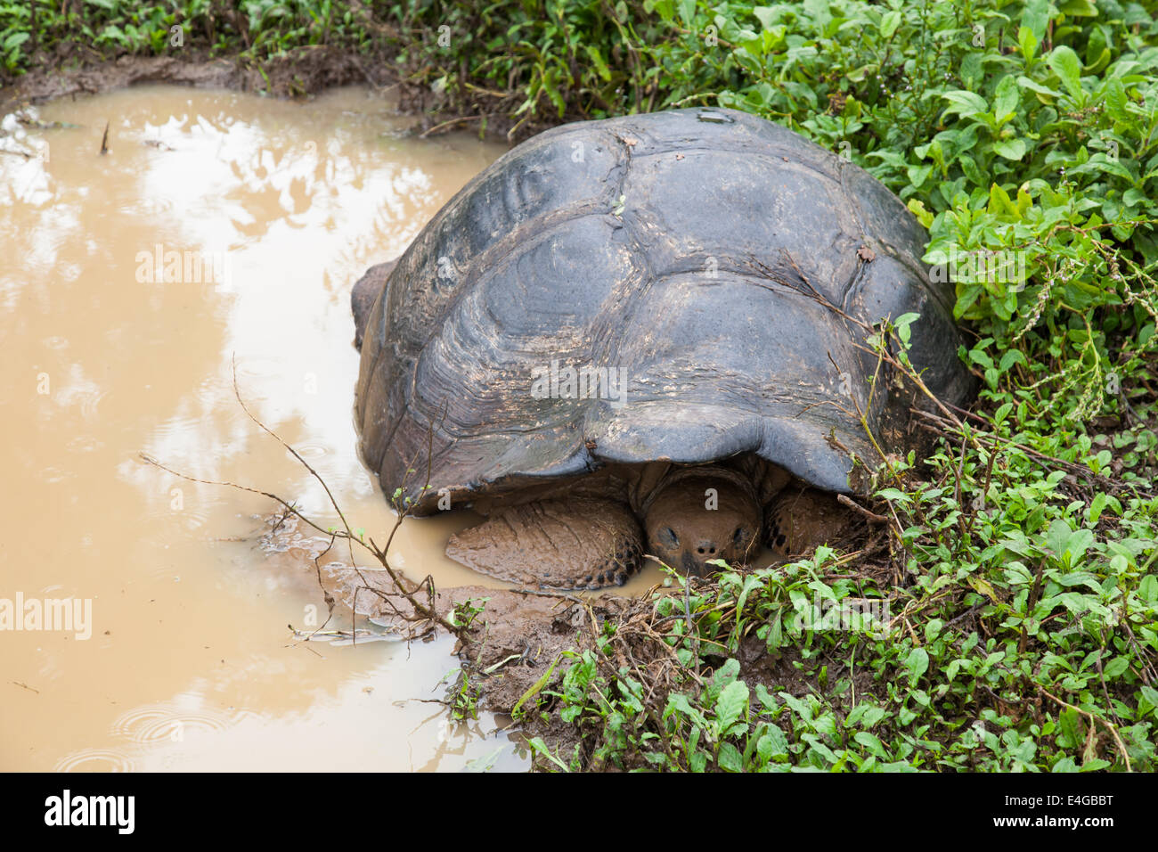 Tortugas galapagos hi-res stock photography and images - Alamy