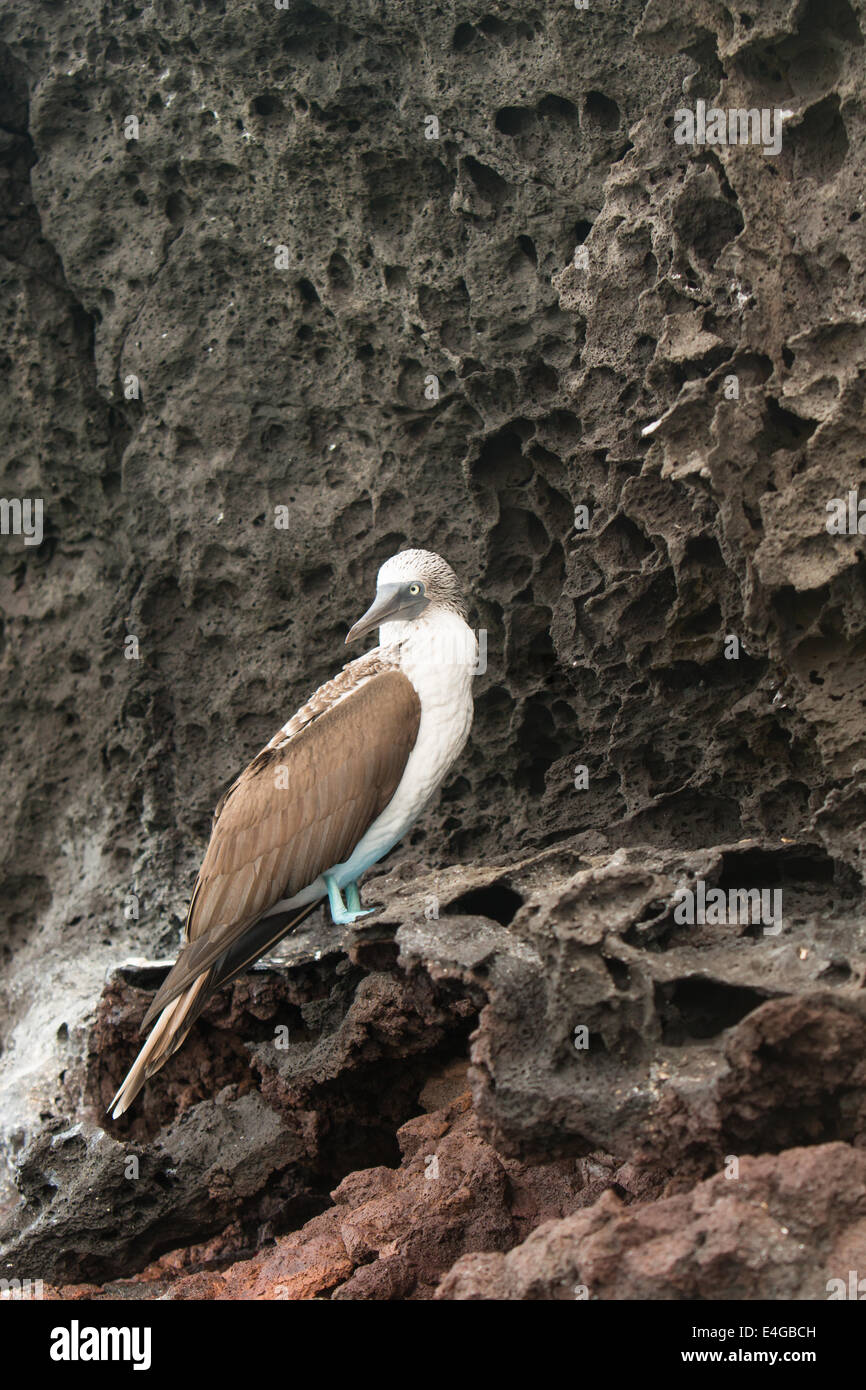 Blue Footed Bobby High Resolution Stock Photography and Images - Alamy