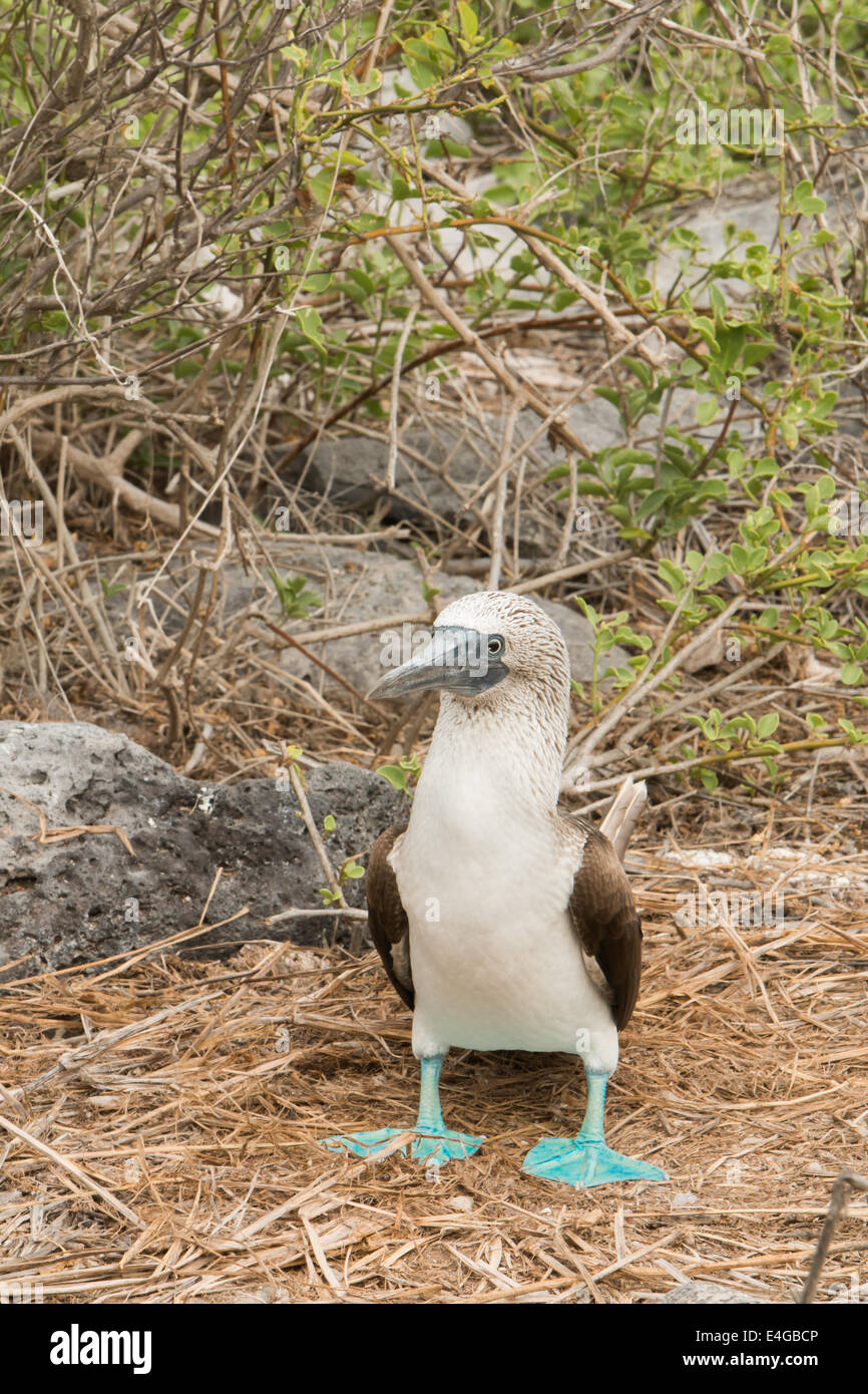 Blue Footed Bobby Stock Photo - Alamy