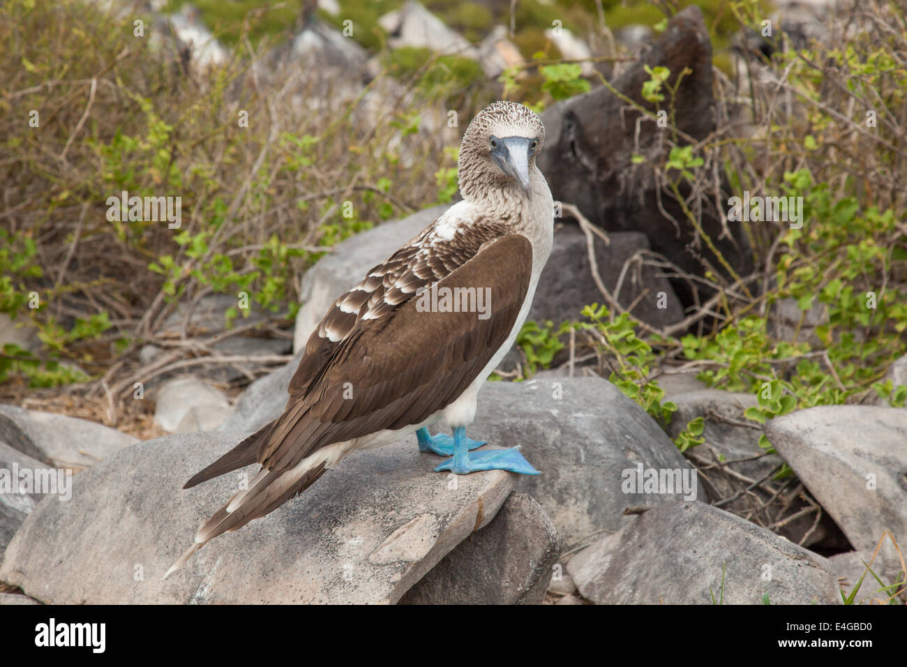 Blue Footed Bobby Stock Photo - Alamy