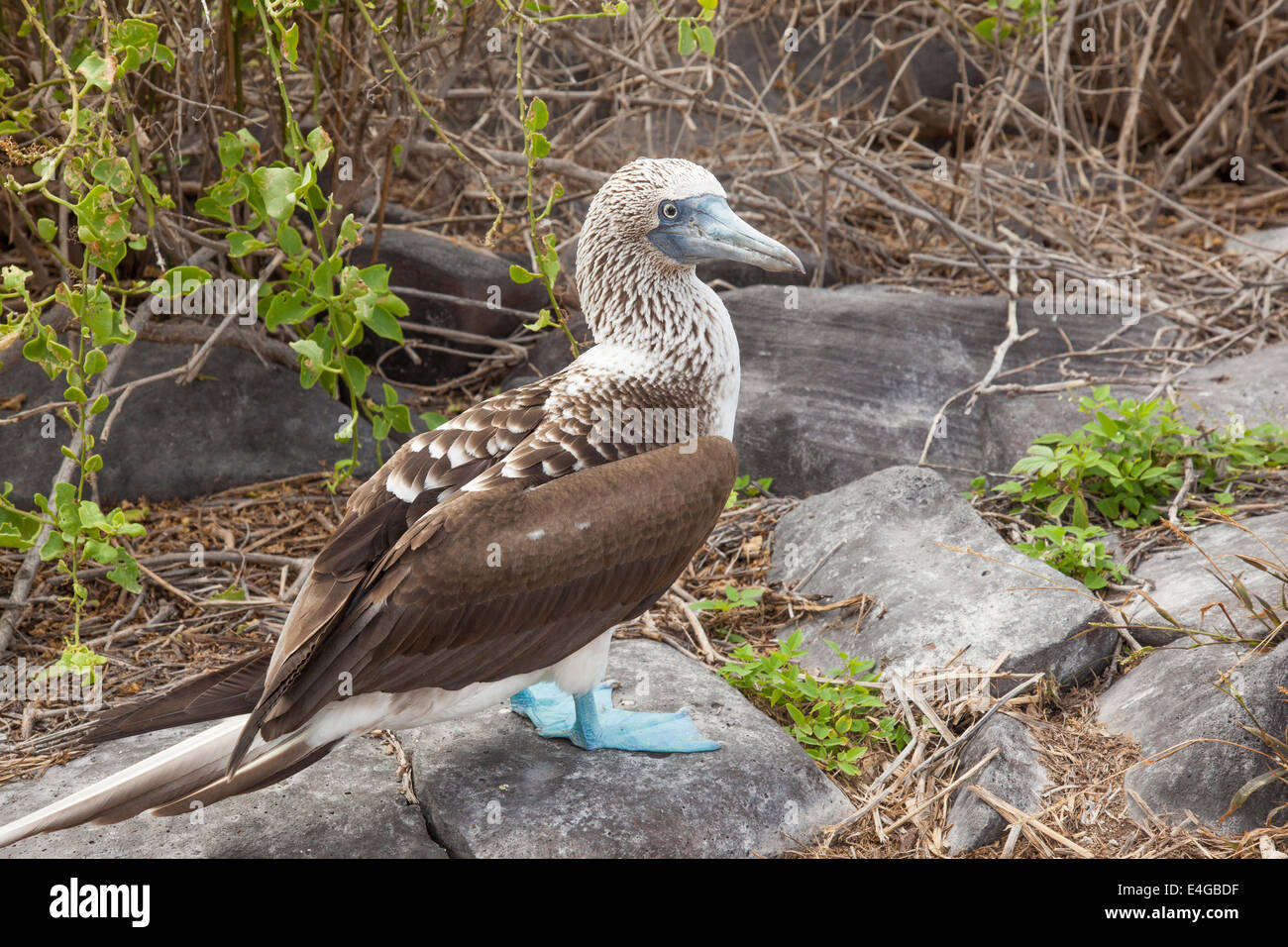 Blue footed bobby hi-res stock photography and images - Alamy