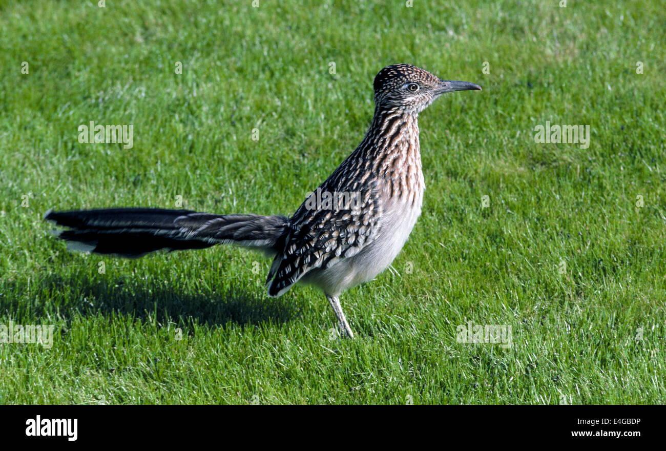 A close-up profile of a Greater Roadrunner standing in green grass ...