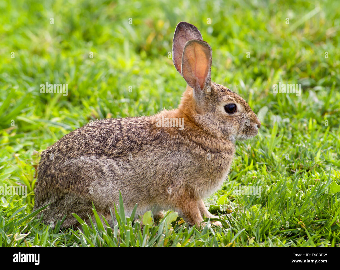 Hare rabbit ears veins hi-res stock photography and images - Alamy