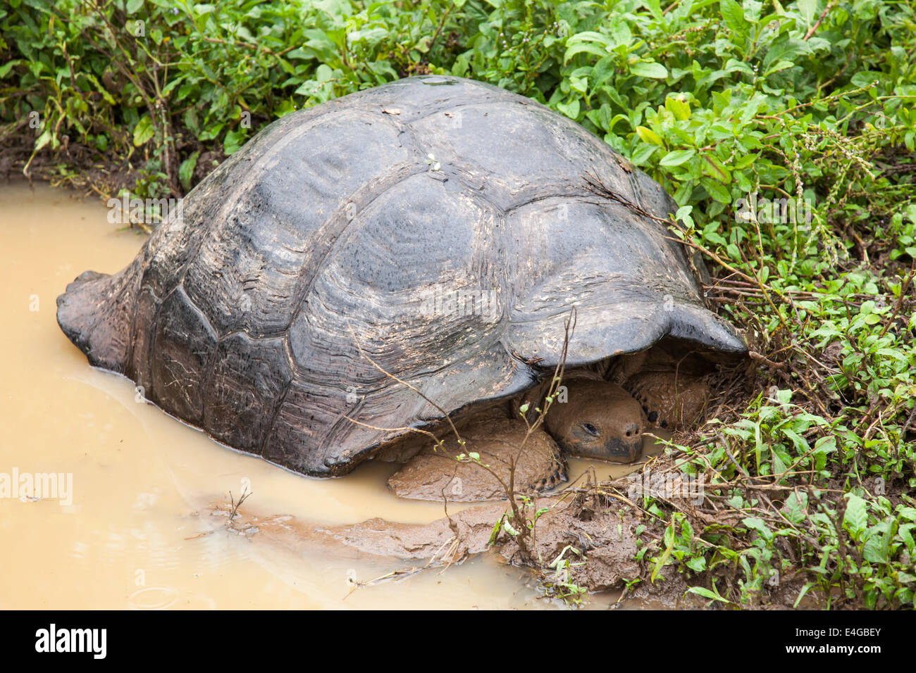 Dome shaped tortoise hi-res stock photography and images - Alamy