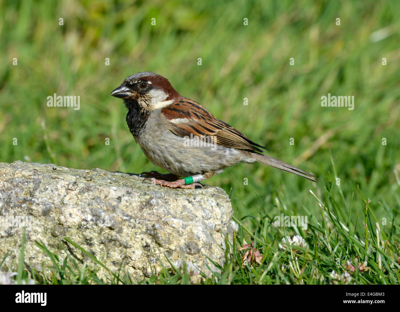 Passer domesticus horizontal hi-res stock photography and images - Alamy