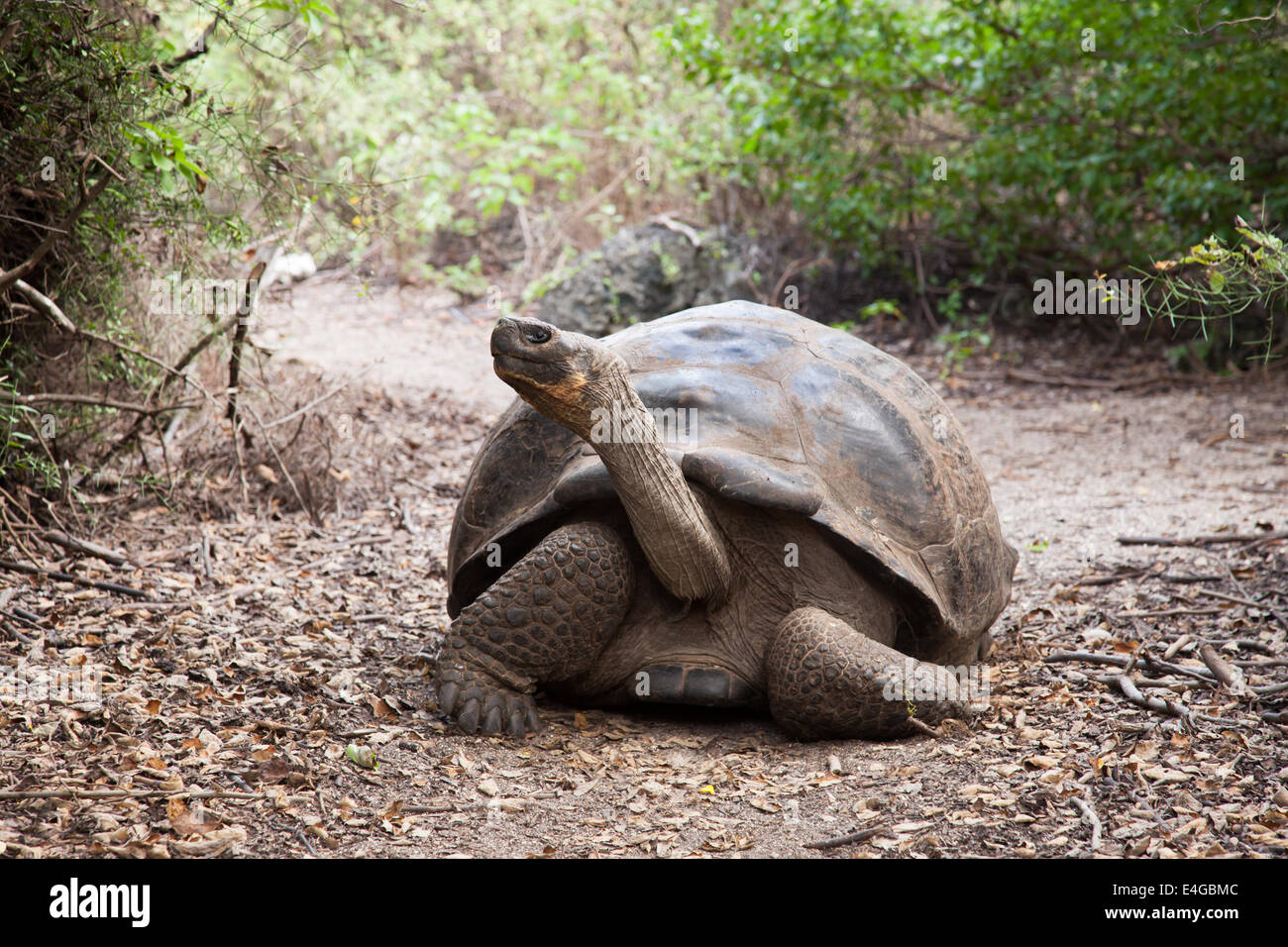 Giant Tortoises of the Galapagos Islands Stock Photo - Alamy