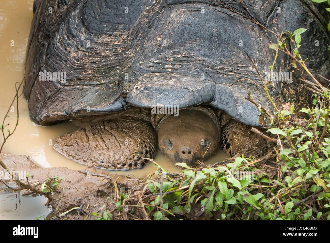 Giant Tortoise of the Galapagos taking a mud bath Stock Photo - Alamy