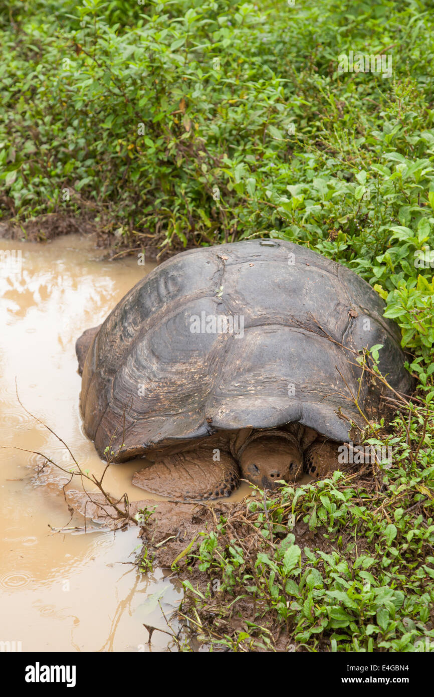 Giant Tortoise Taking a Mud Bath Stock Photo - Alamy