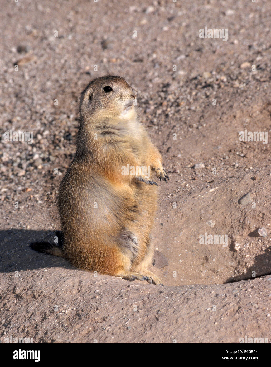 Black Tailed Prairie Dog Burrows