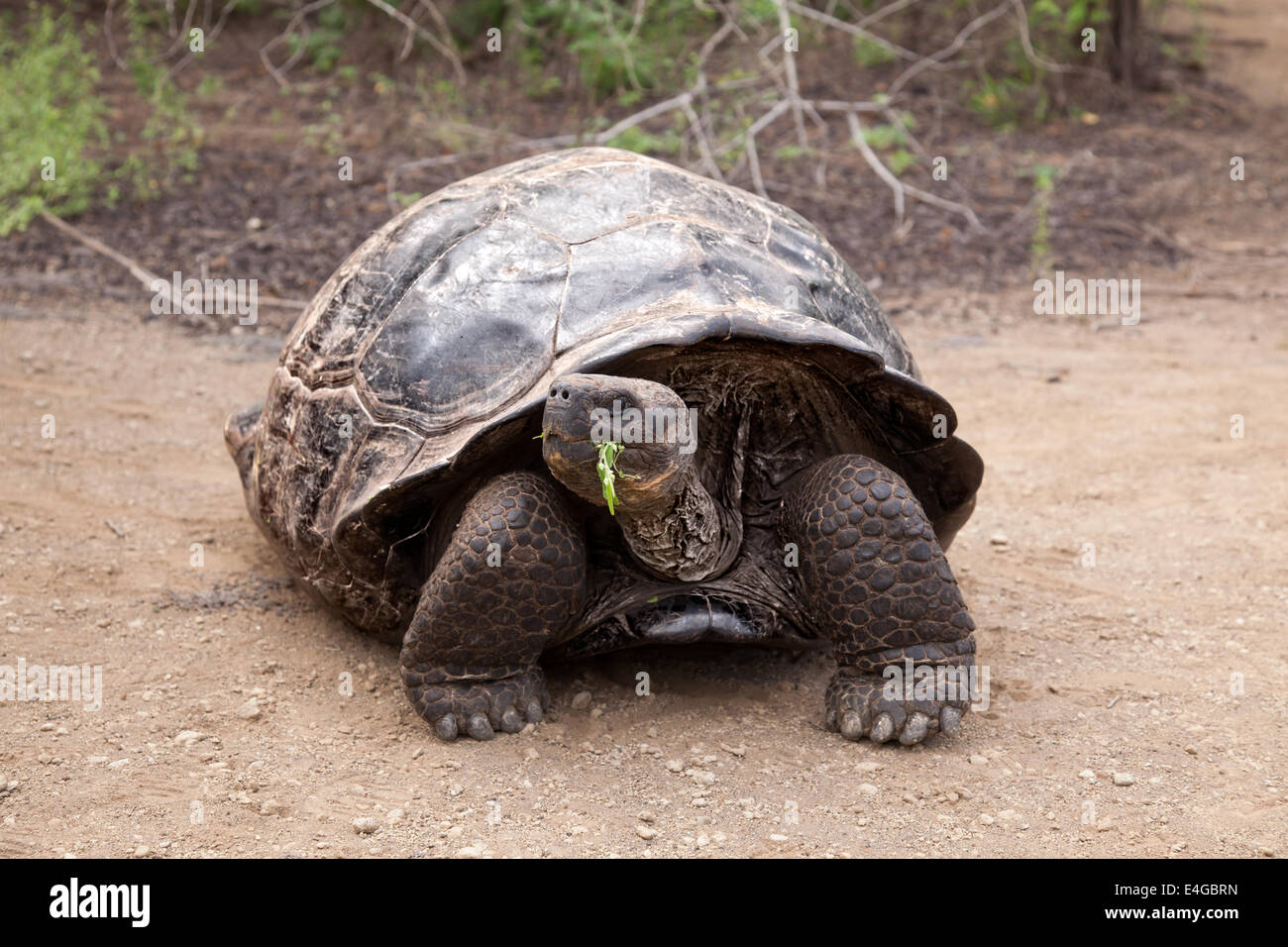 Giant Tortoise of the Galapagos Islands Eating Vegetation Stock Photo ...