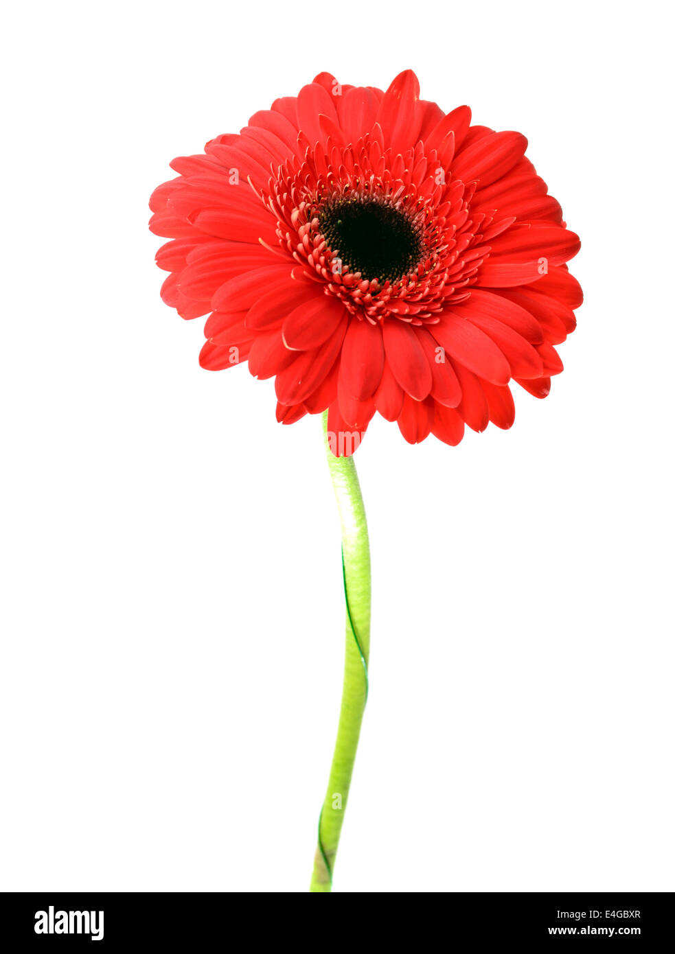 Gerbera flower isolated on white background Stock Photo - Alamy