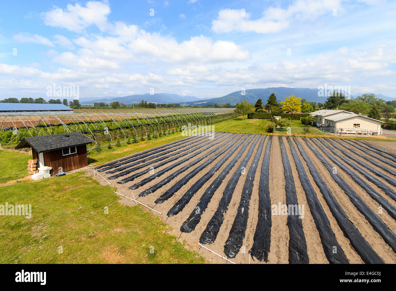View of the Hopcott family farm with soon-to-be-planted strawberry beds ...