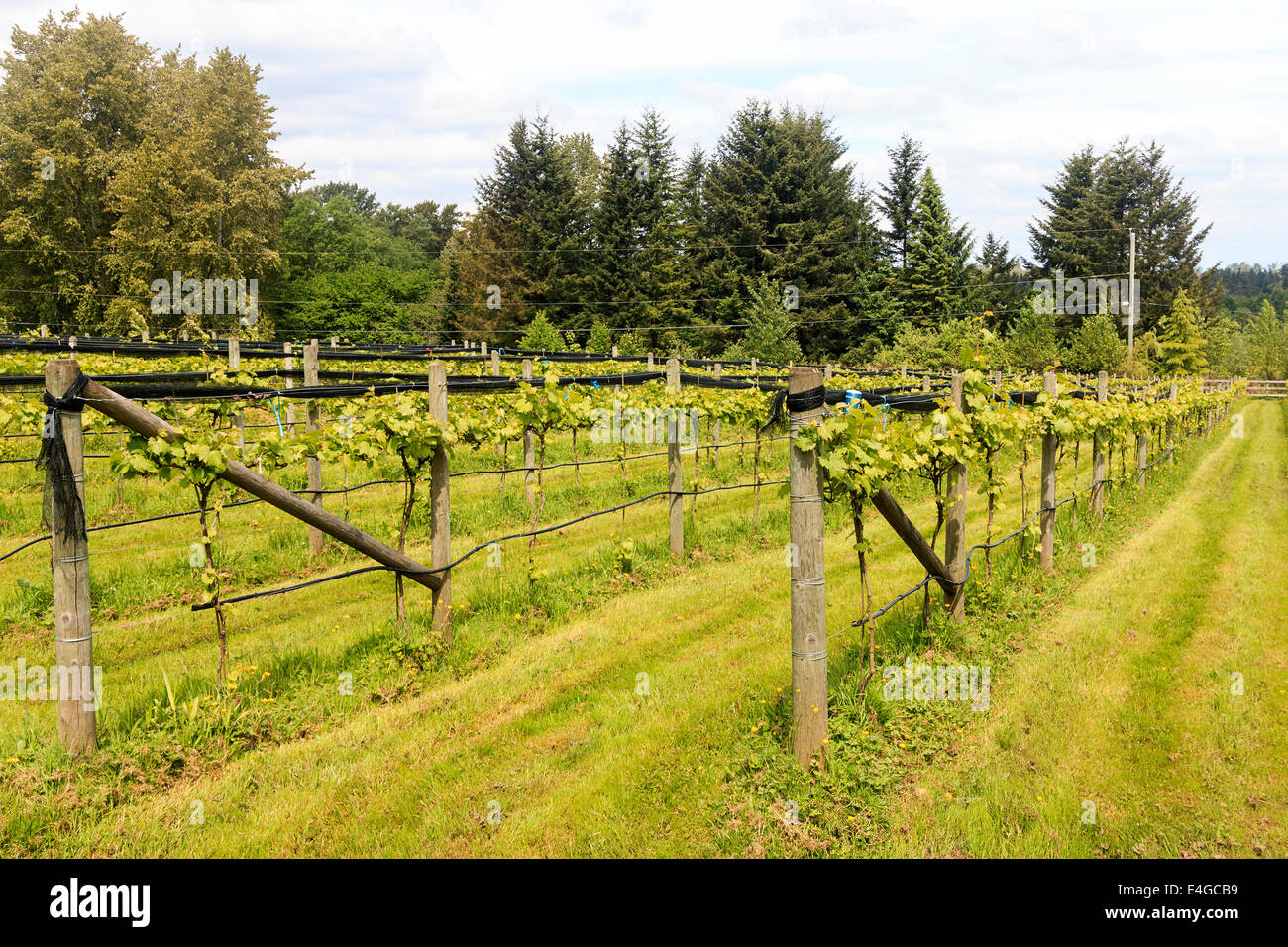 Grape vines growing in late spring at Vista D'oro, a small family owned ...