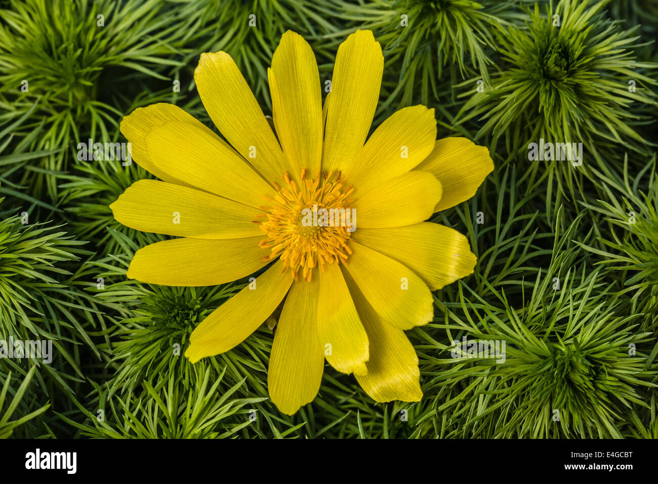 Adonis flowers hi-res stock photography and images - Alamy