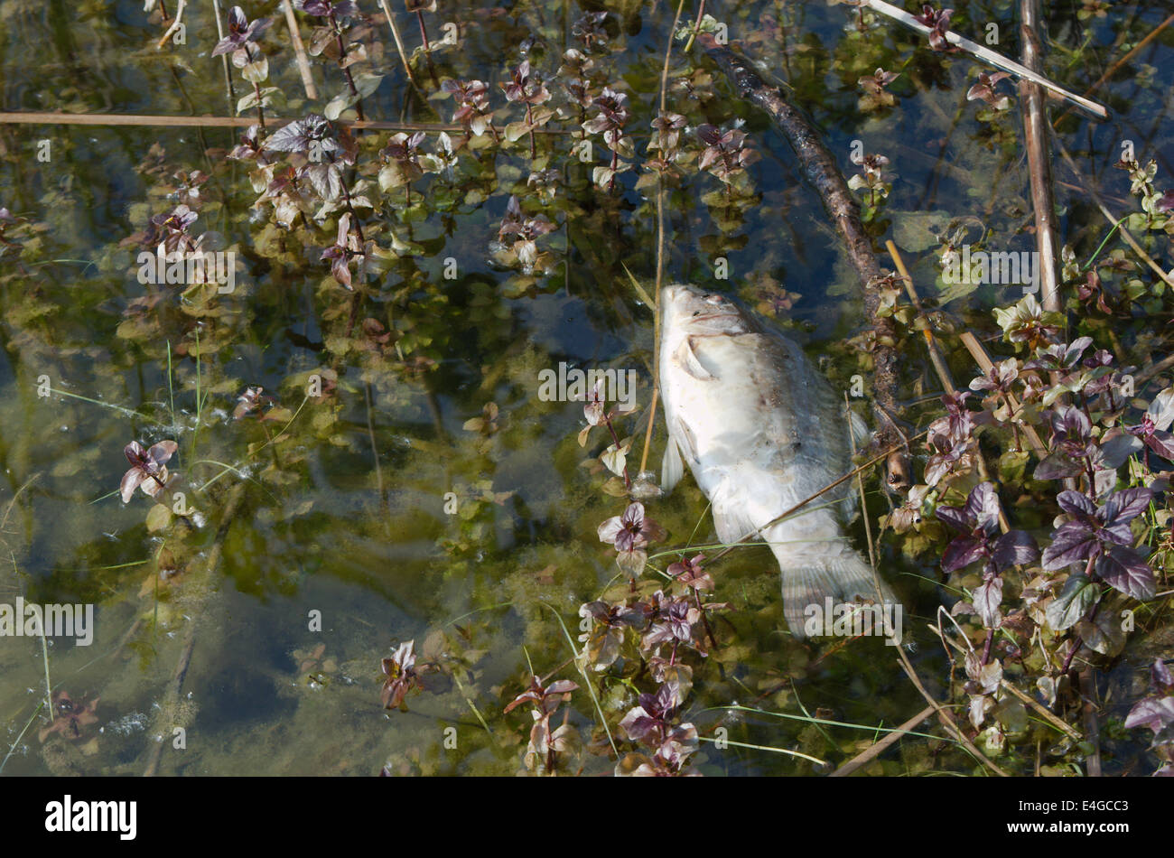 Water pollution dead fish hi-res stock photography and images - Alamy