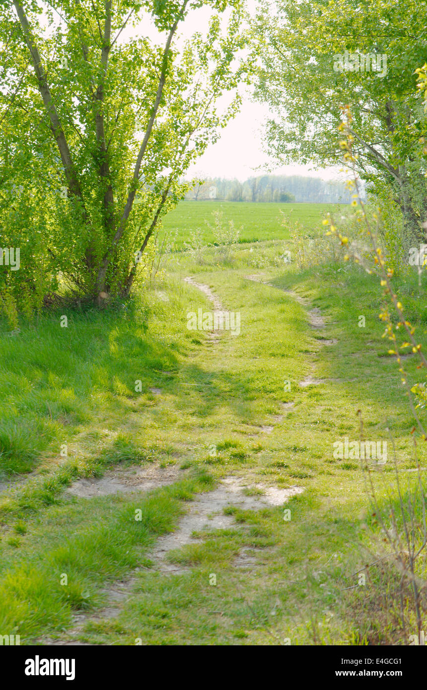 Grassy Curve Shady Dirt Road to a Wheat Field Stock Photo - Alamy