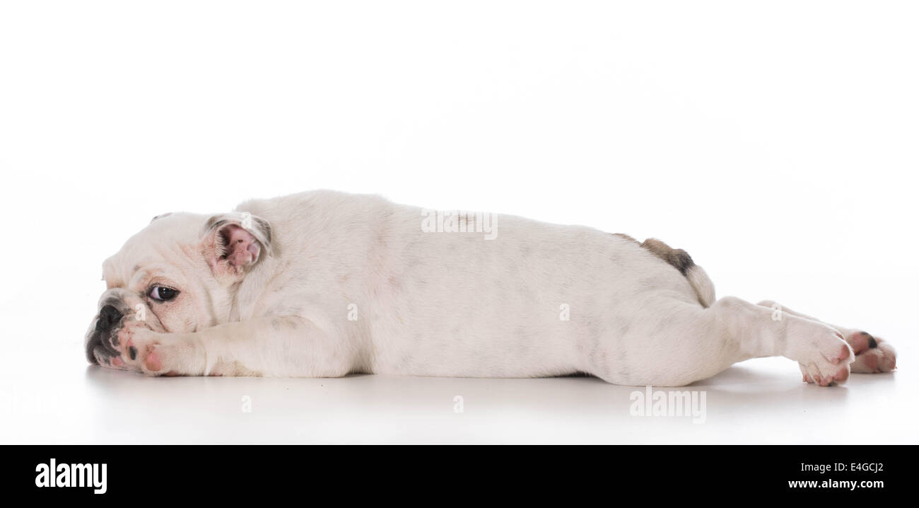 tired english bulldog puppy laying down stretched out on white ...