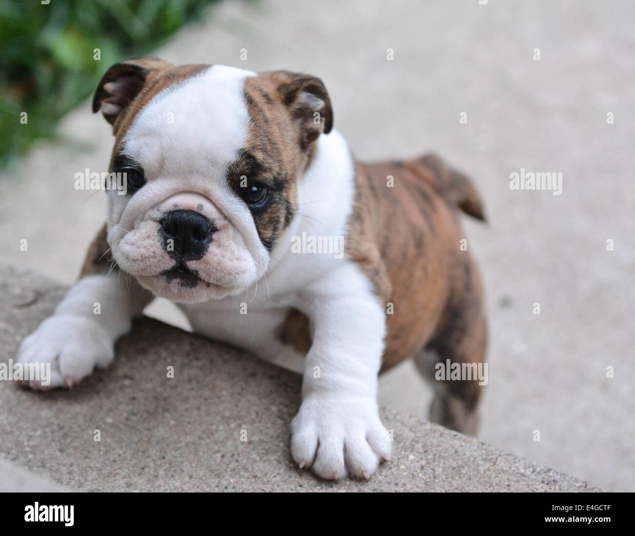 english bulldog puppy climbing up on cement stairs Stock Photo - Alamy