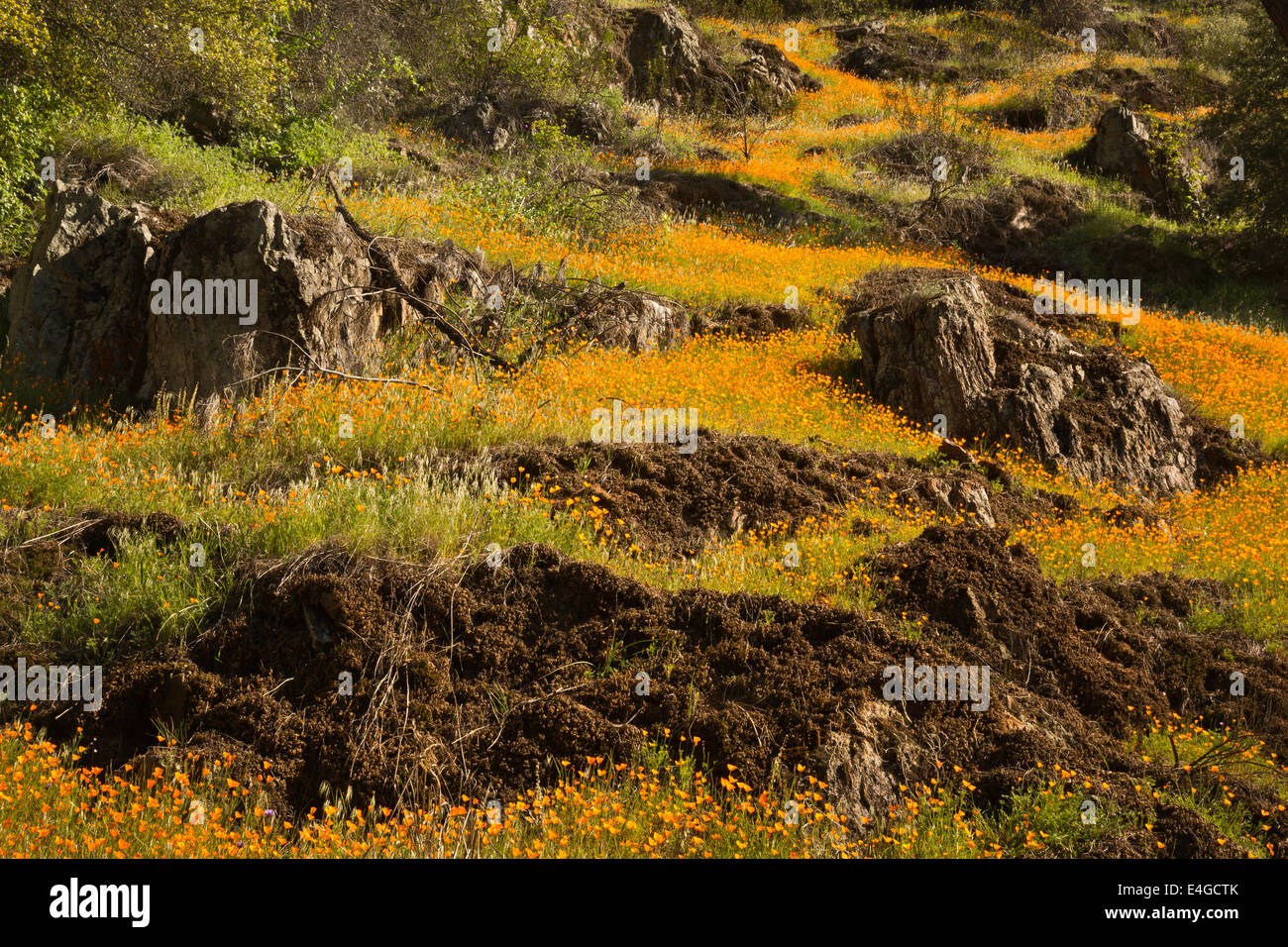 CALIFORNIA - Hillside covered with poppies above the Hite Cove Trail in ...
