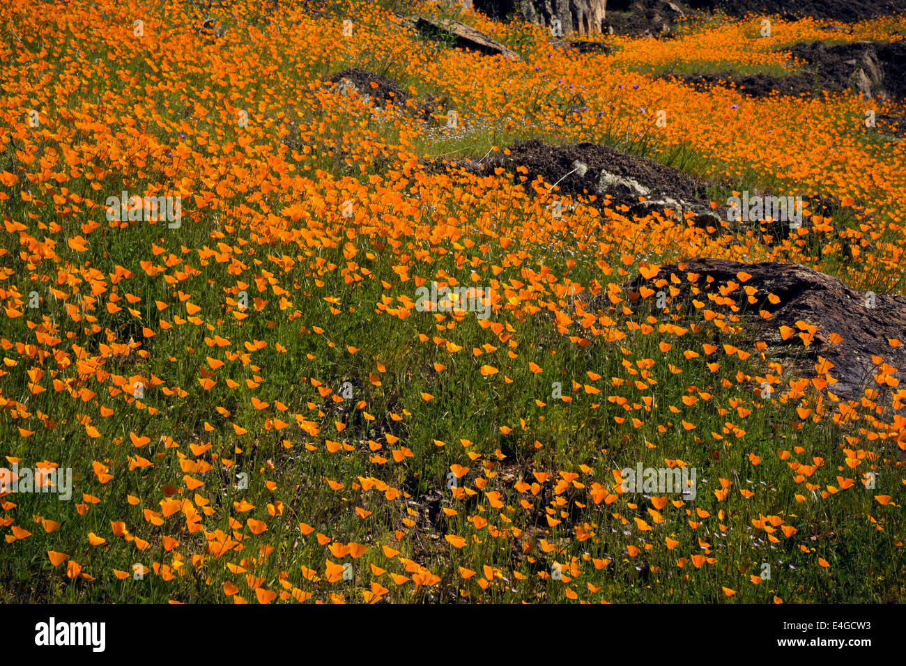 Sierra nevada poppy hi-res stock photography and images - Alamy