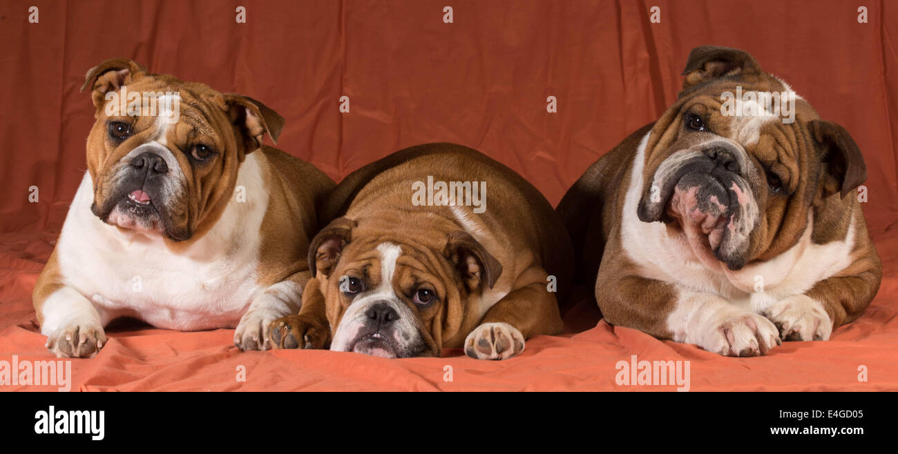 three english bulldogs laying down together Stock Photo - Alamy