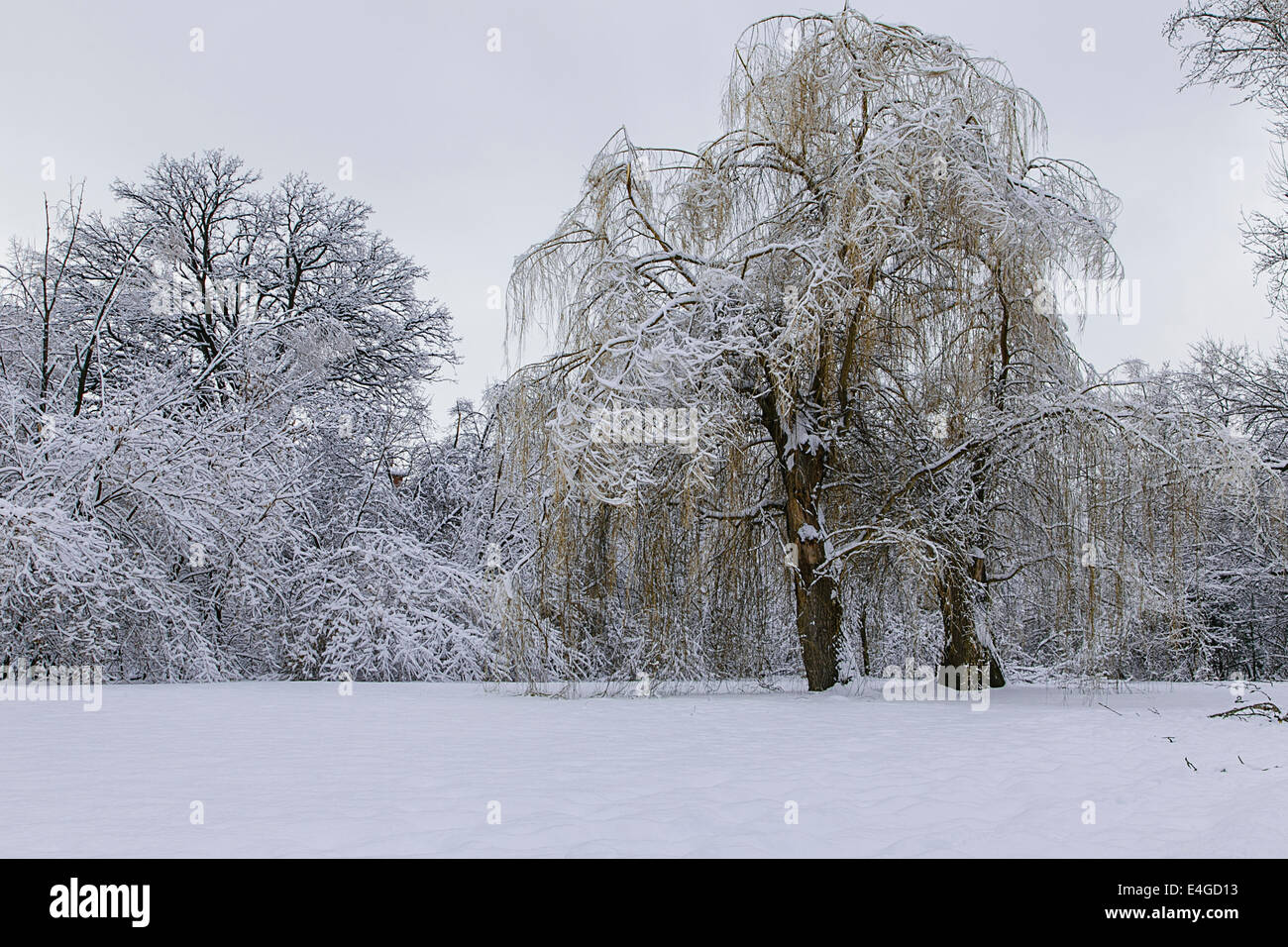 Snowy Willow Tree Night