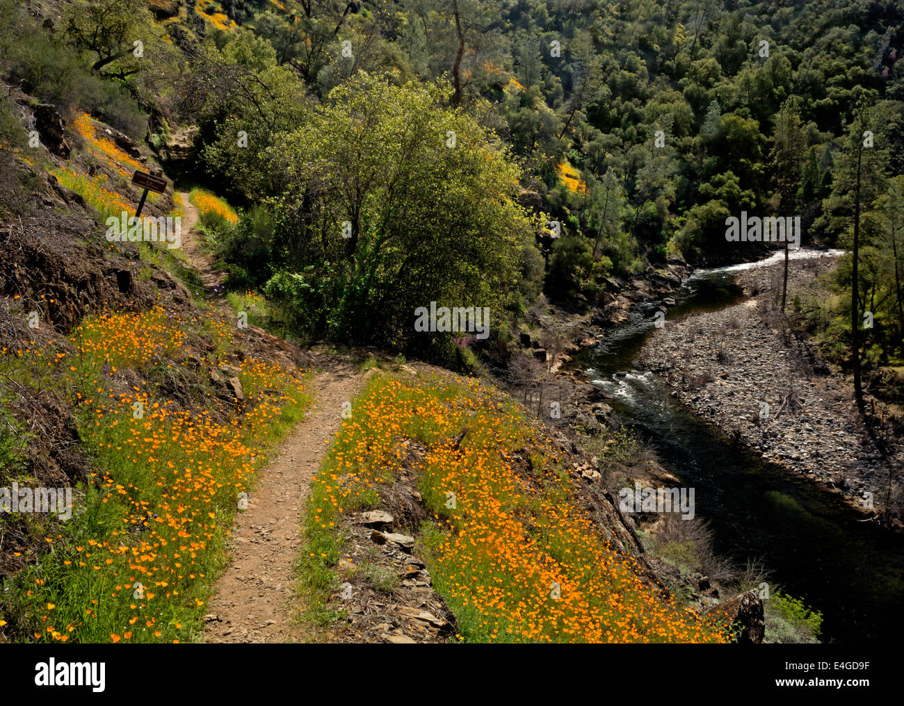 CALIFORNIA - Hillside covered with poppies along the Hite Cove Trail ...