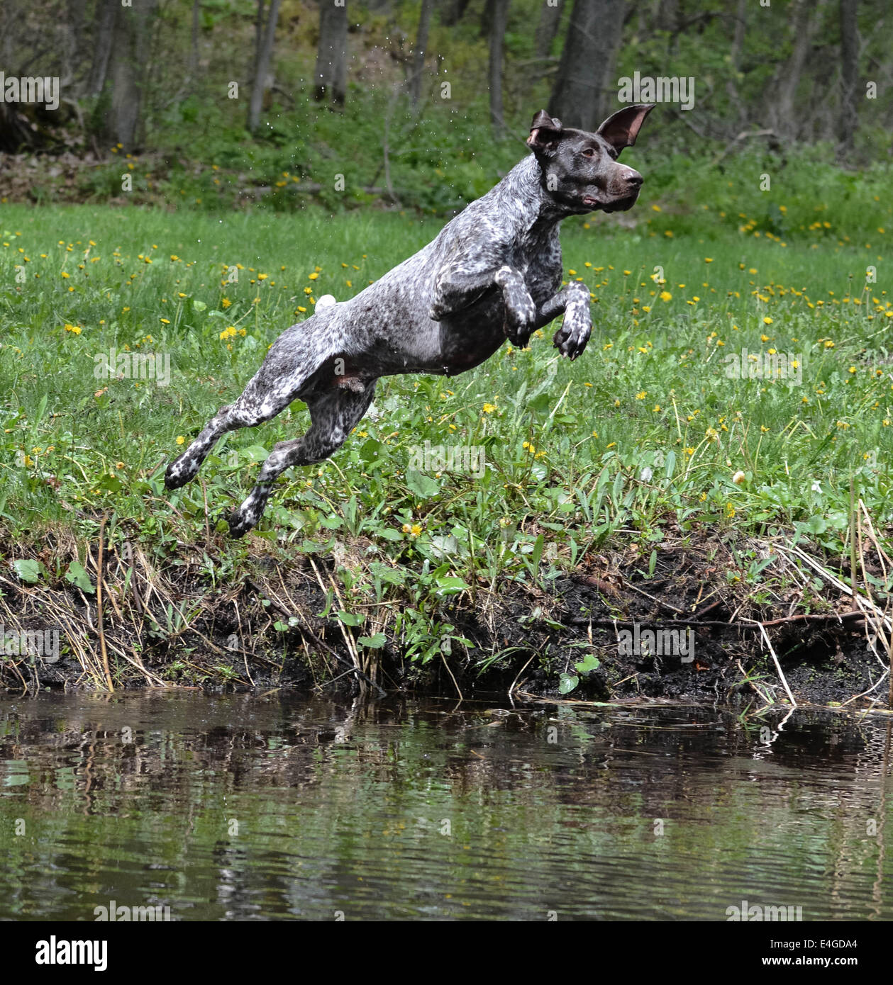german shorthaired pointer jumping into the river Stock Photo - Alamy