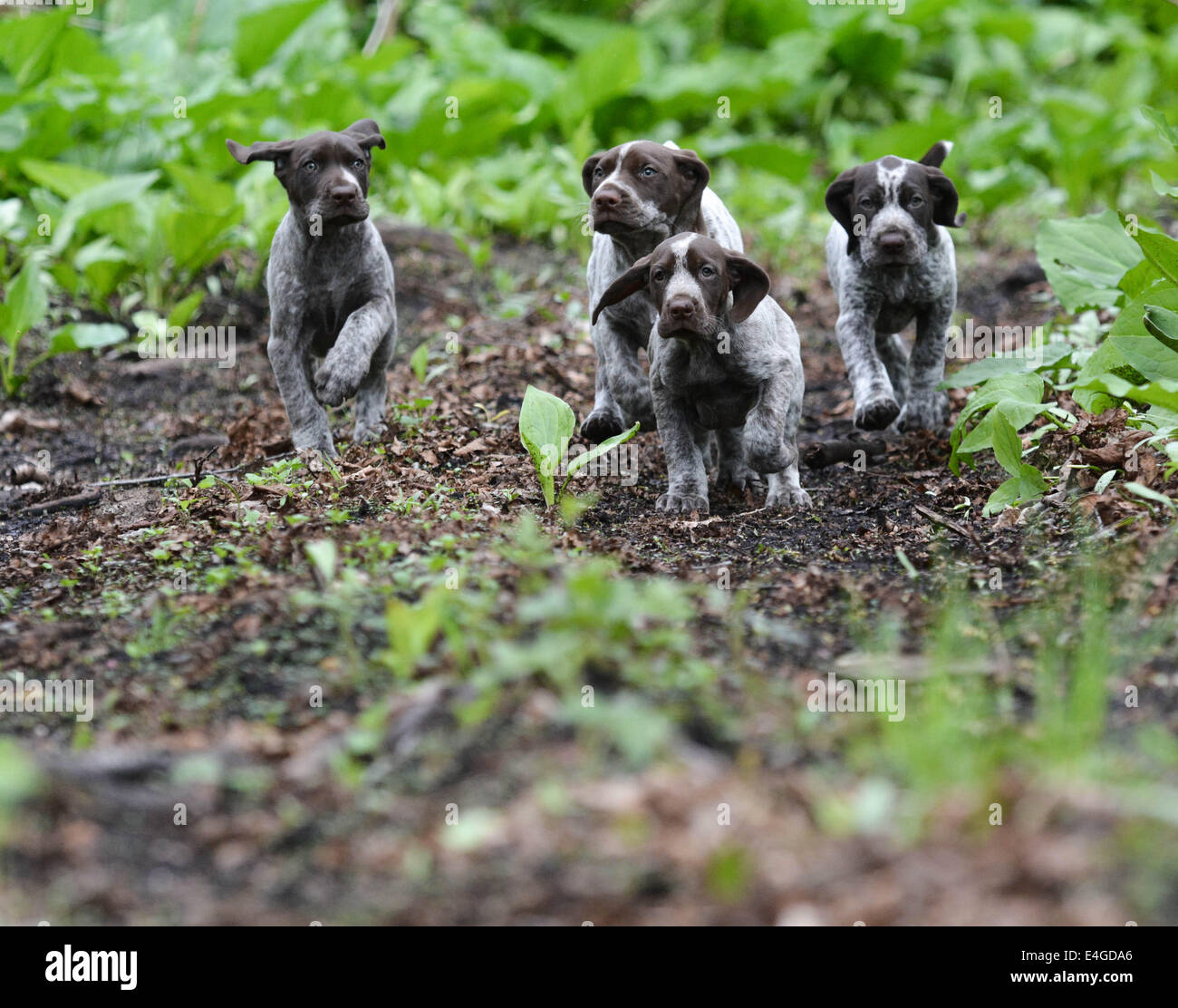 german shorthaired pointer litter running in the forest - 8 weeks old ...