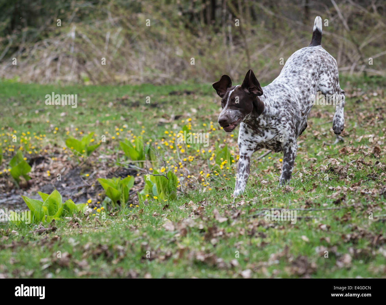 german shorthaired pointer running in the woods Stock Photo - Alamy