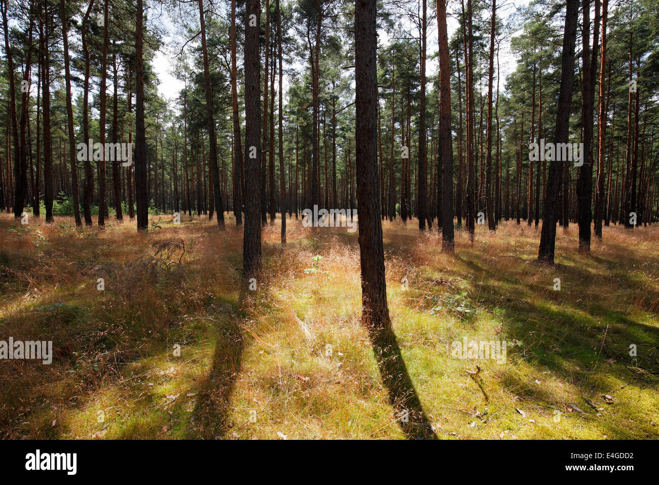 Pine tree monoculture hi-res stock photography and images - Alamy