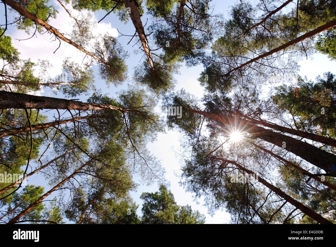 Pure pine forest hi-res stock photography and images - Alamy