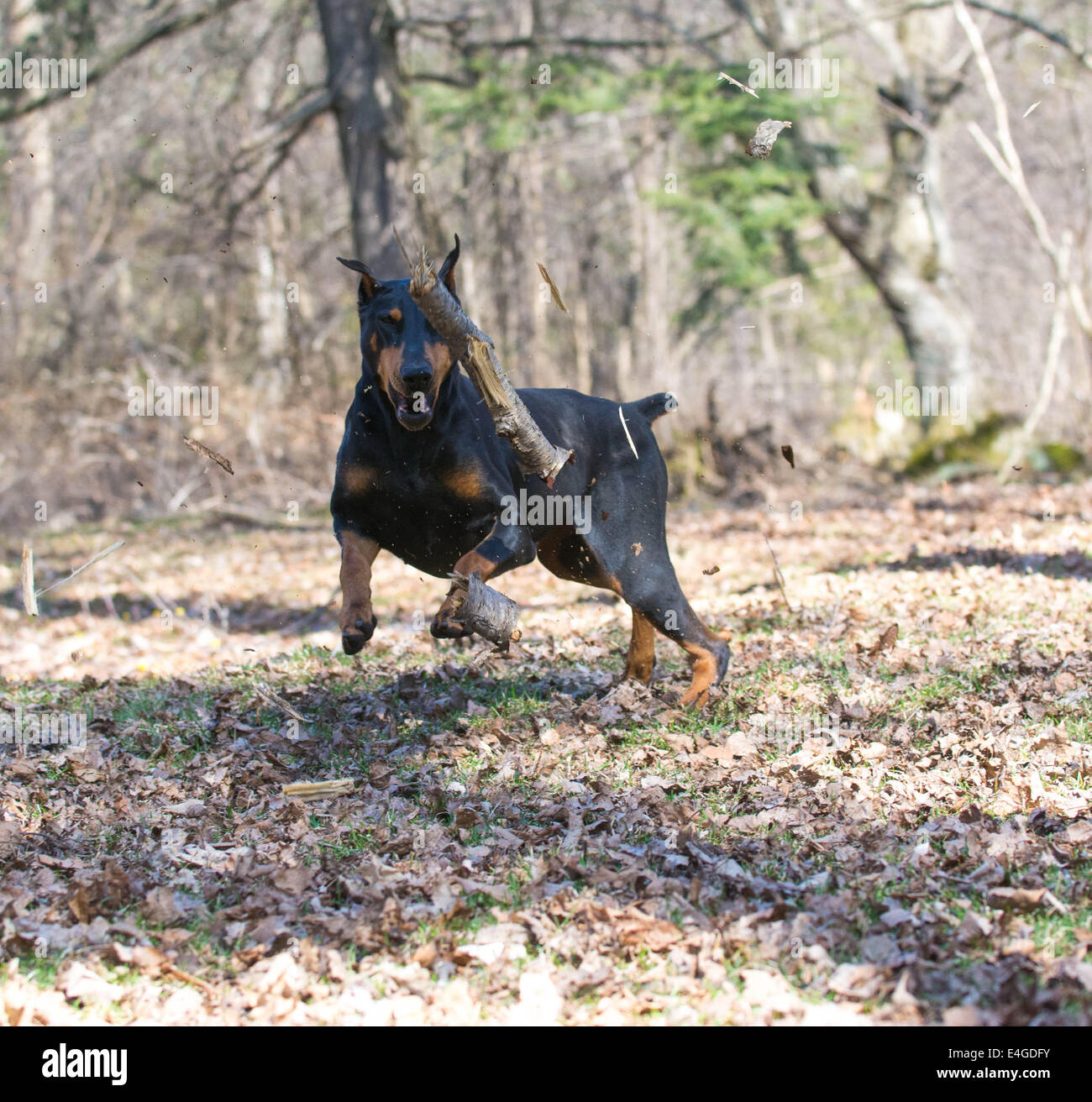 Dog chasing stick hi-res stock photography and images - Alamy