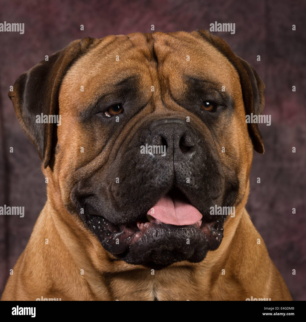 bullmastiff male portrait on purple background Stock Photo - Alamy