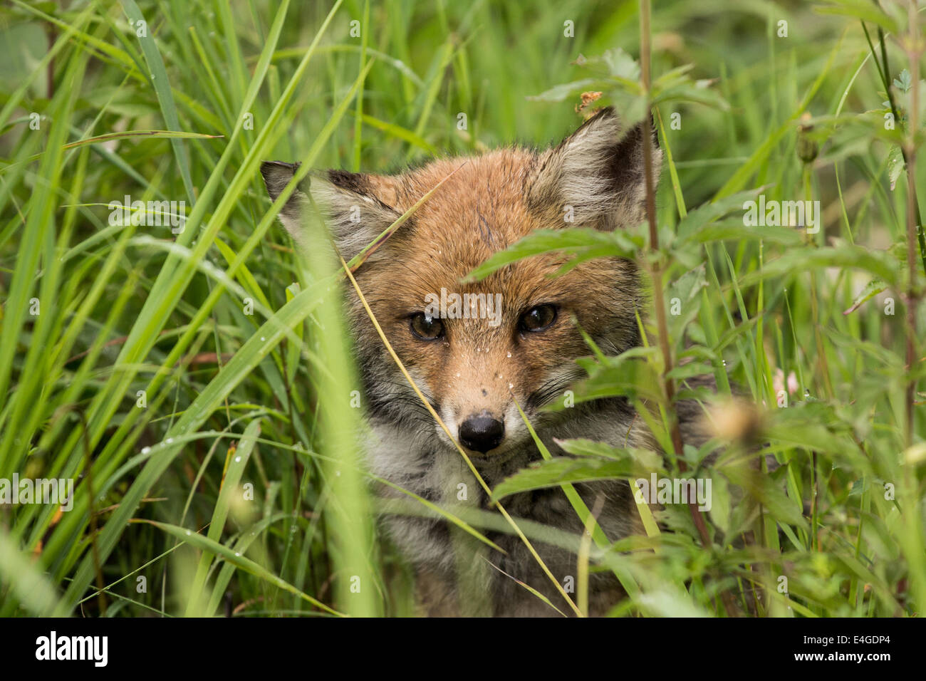 Little fox hidden in the tall grass Stock Photo - Alamy